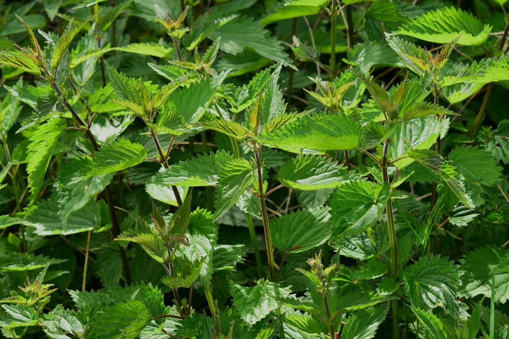 10 Best Ways How To Treat Stinging Nettle Rash - FarmTilling