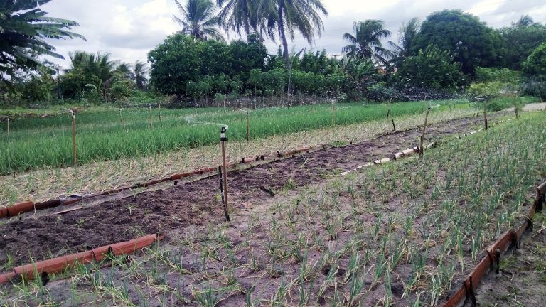 10 Best Importance Of Agroforestry - FarmTilling