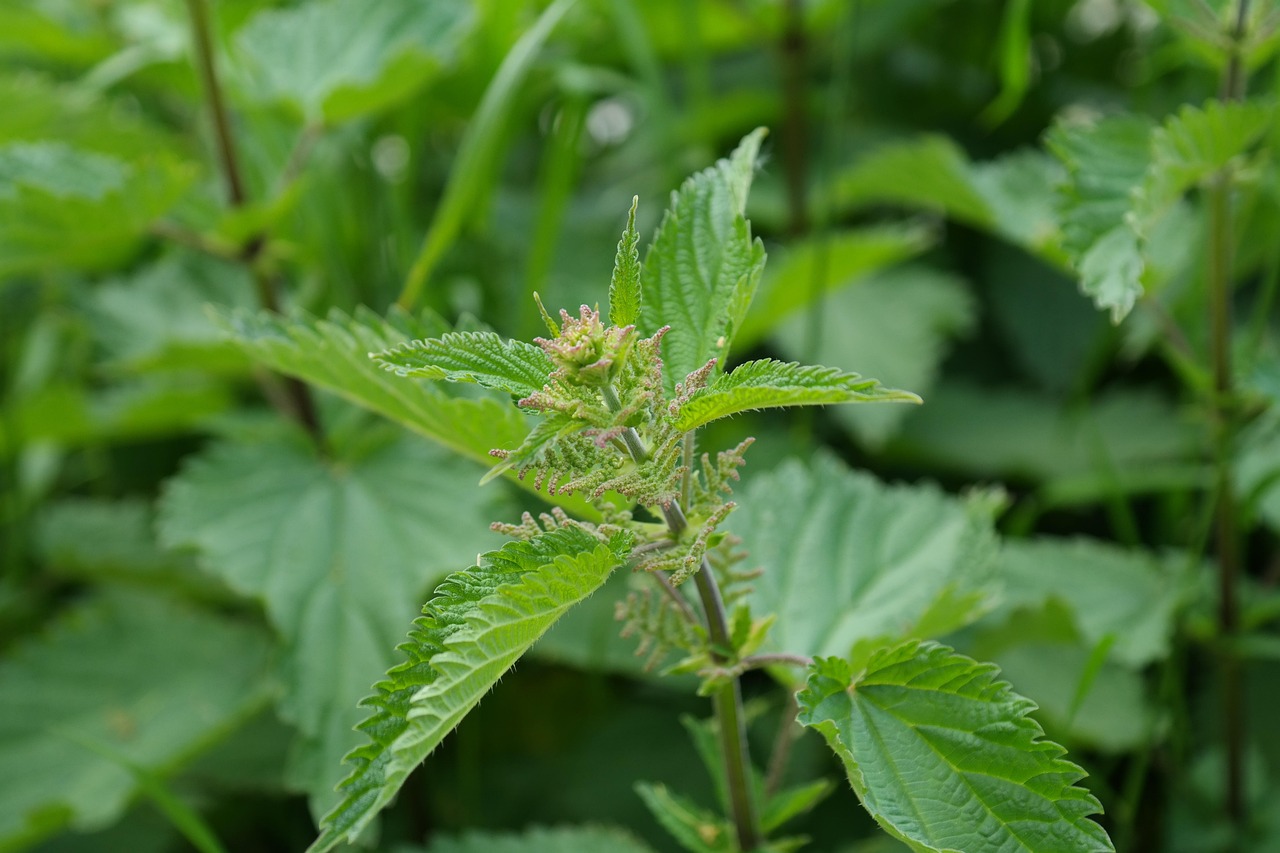 What Is The Fastest Way To Get Rid Of Stinging Nettles? - FarmTilling