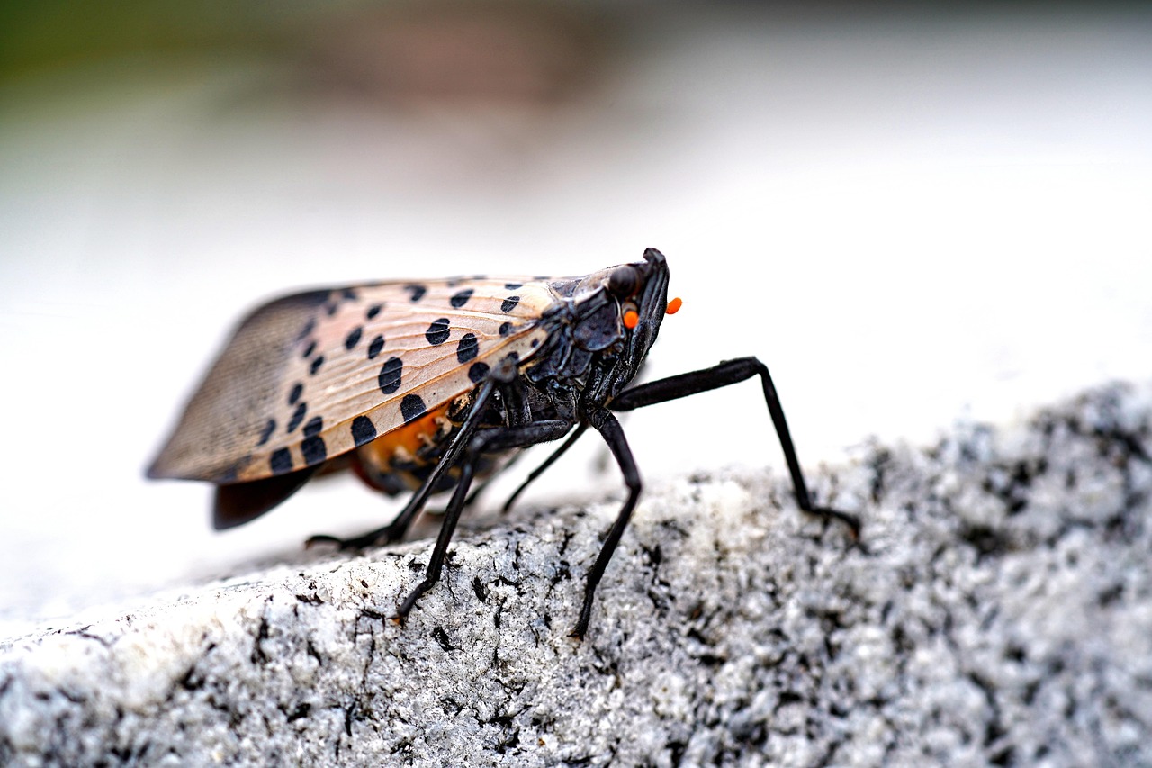 10 Best Insecticide For Spotted Lanternfly - FarmTilling