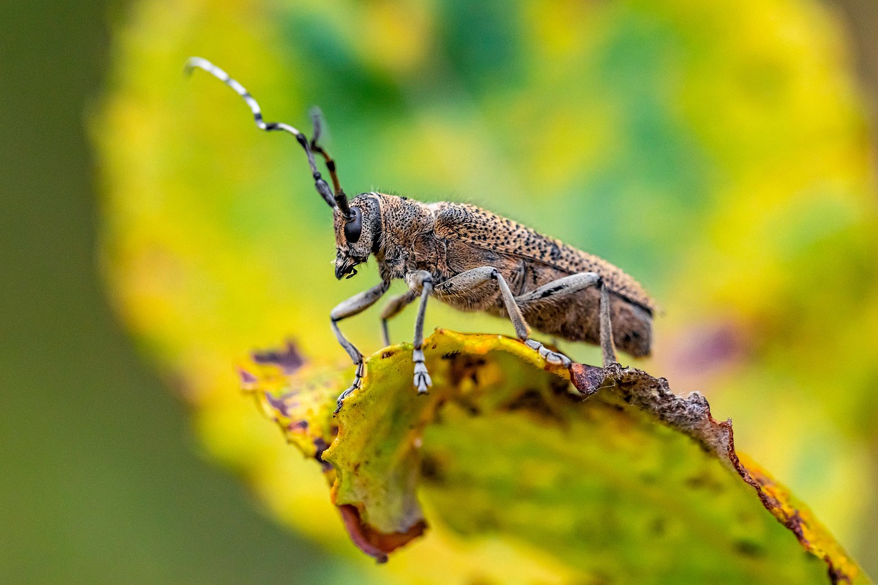 10 Best Insecticide For Wood Borers - FarmTilling