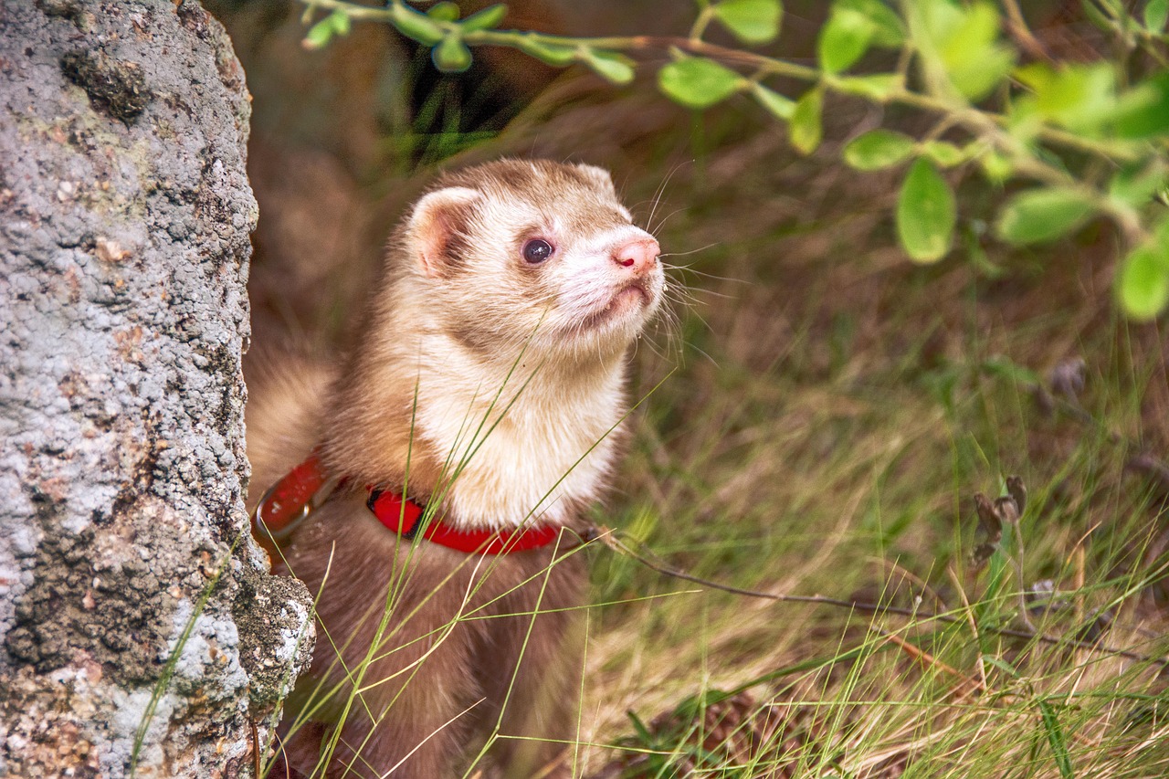 Why Are Ferrets Considered Difficult To Care For? Find 10 Reasons ...