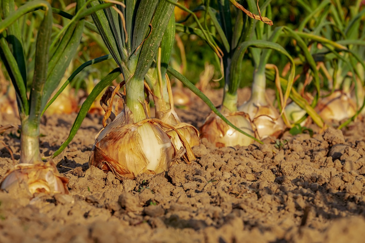 10 Best Edible Onions In The Wild - FarmTilling