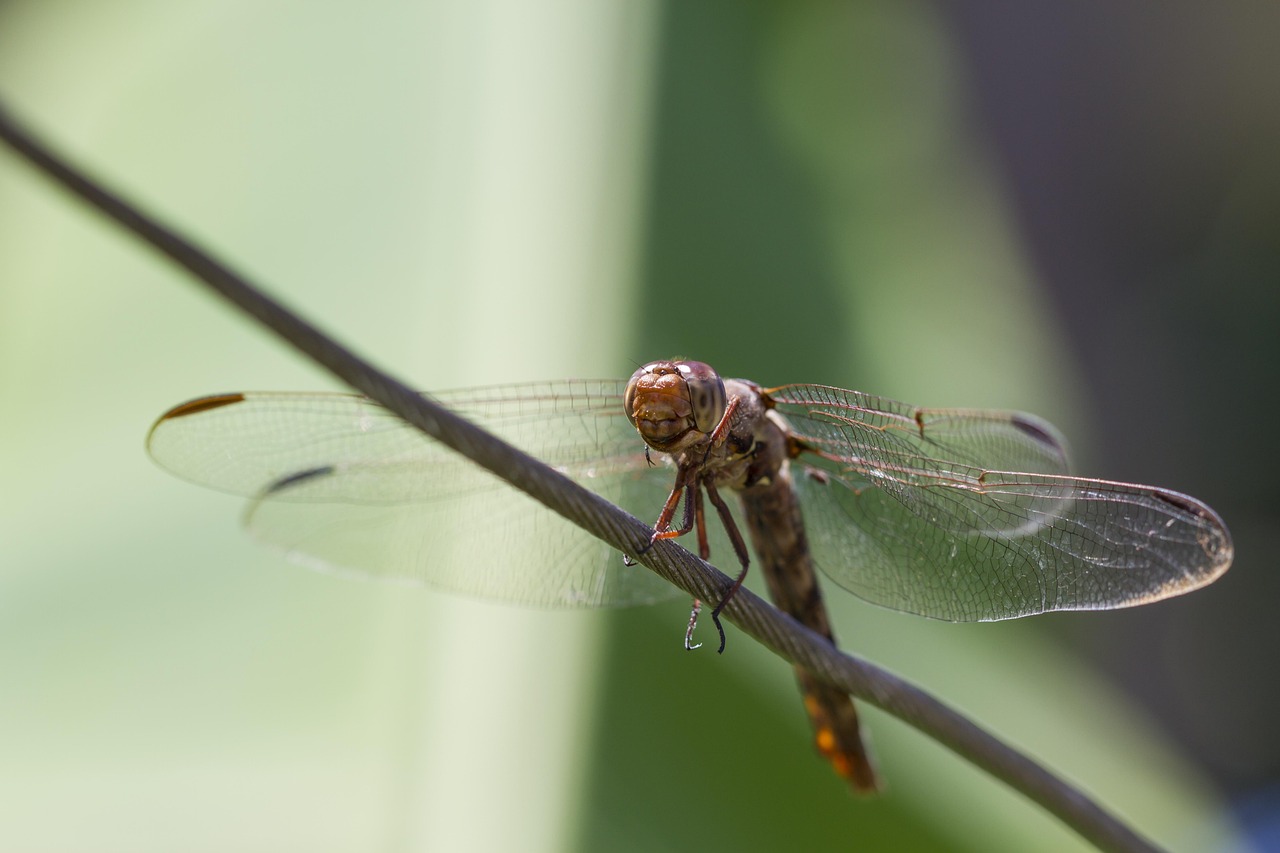 What Is The Spiritual Meaning Of Seeing A Dragonfly? 10 Best - FarmTilling
