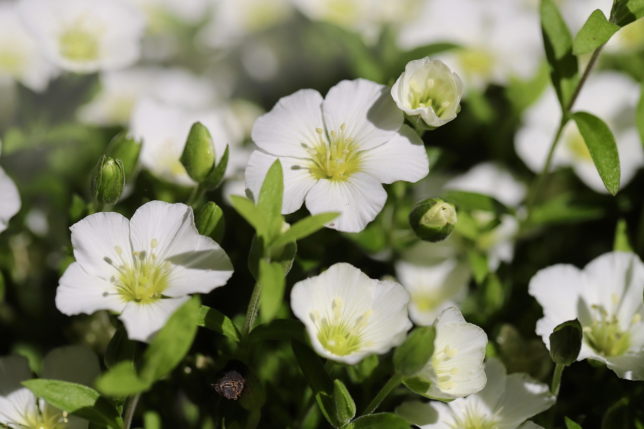 How Do You Kill Chickweed Without Killing Grass? 10 Best Methods ...