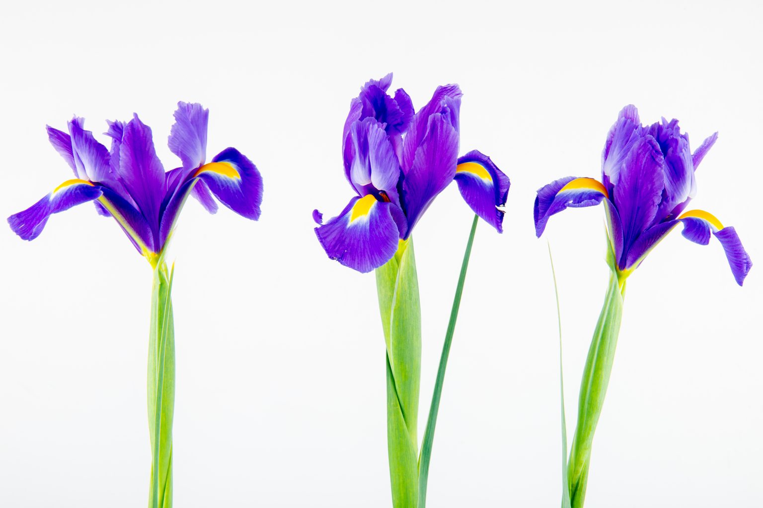 Best Time To Separate Iris A Gardeners Guide - FarmTilling