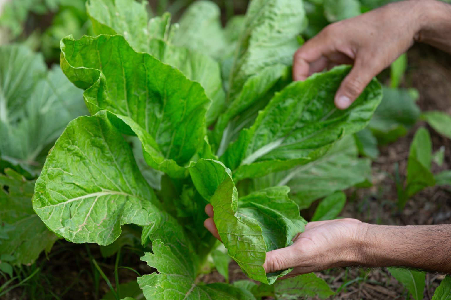 How To Thin Lettuce Seeds - FarmTilling