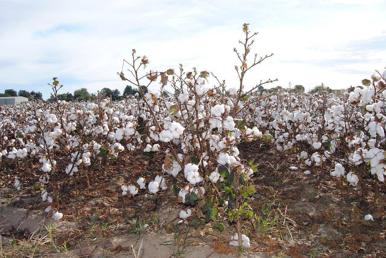 Which Is Best Soil For Growing Cotton - FarmTilling