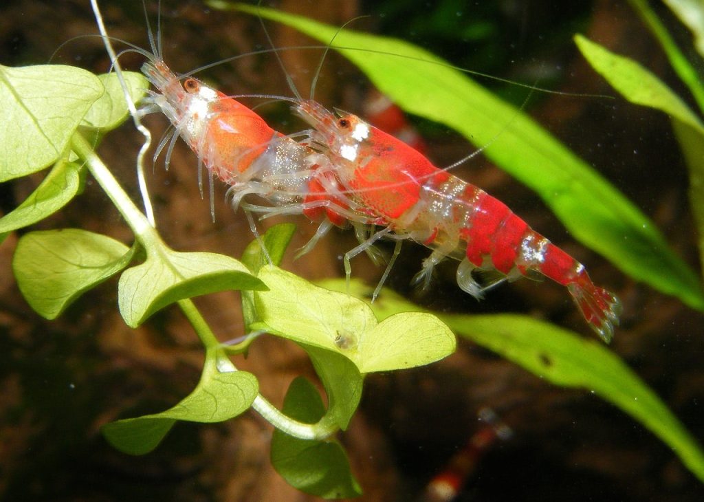 20 Best Shrimp For Aquarium - FarmTilling