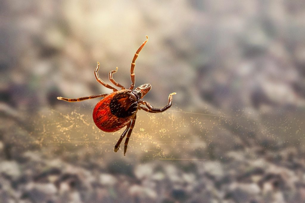 What Does The Military Use For Tick Repellent? - FarmTilling