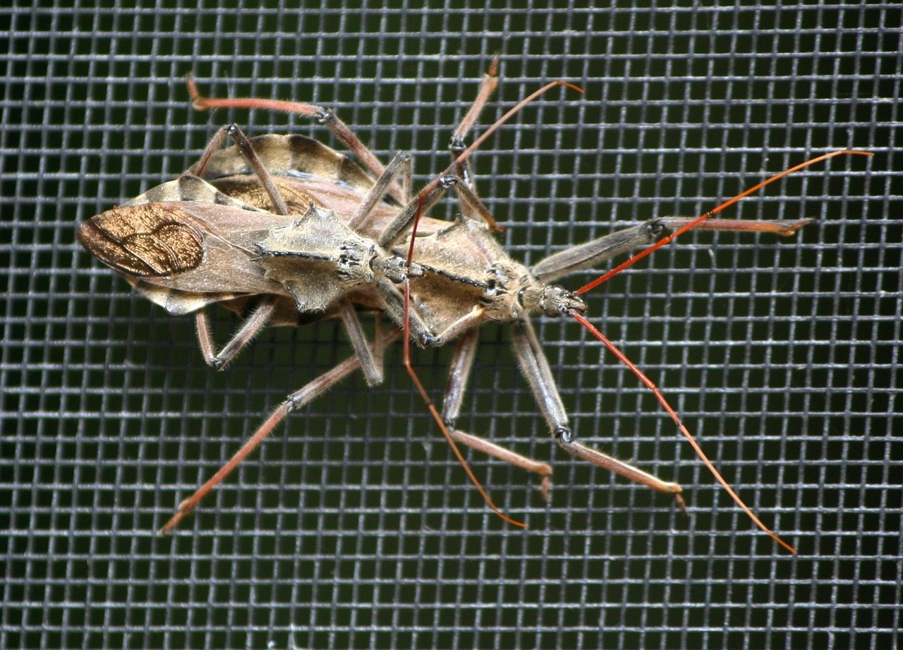 What Should You Do If You Get Stung By A Wheel Bug? - FarmTilling