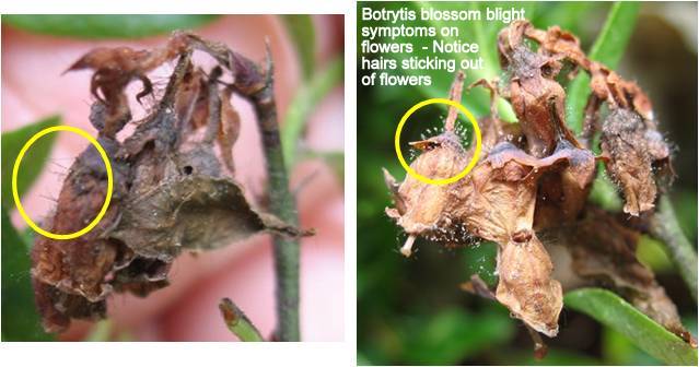 How To Identify Botrytis Symptoms? - FarmTilling