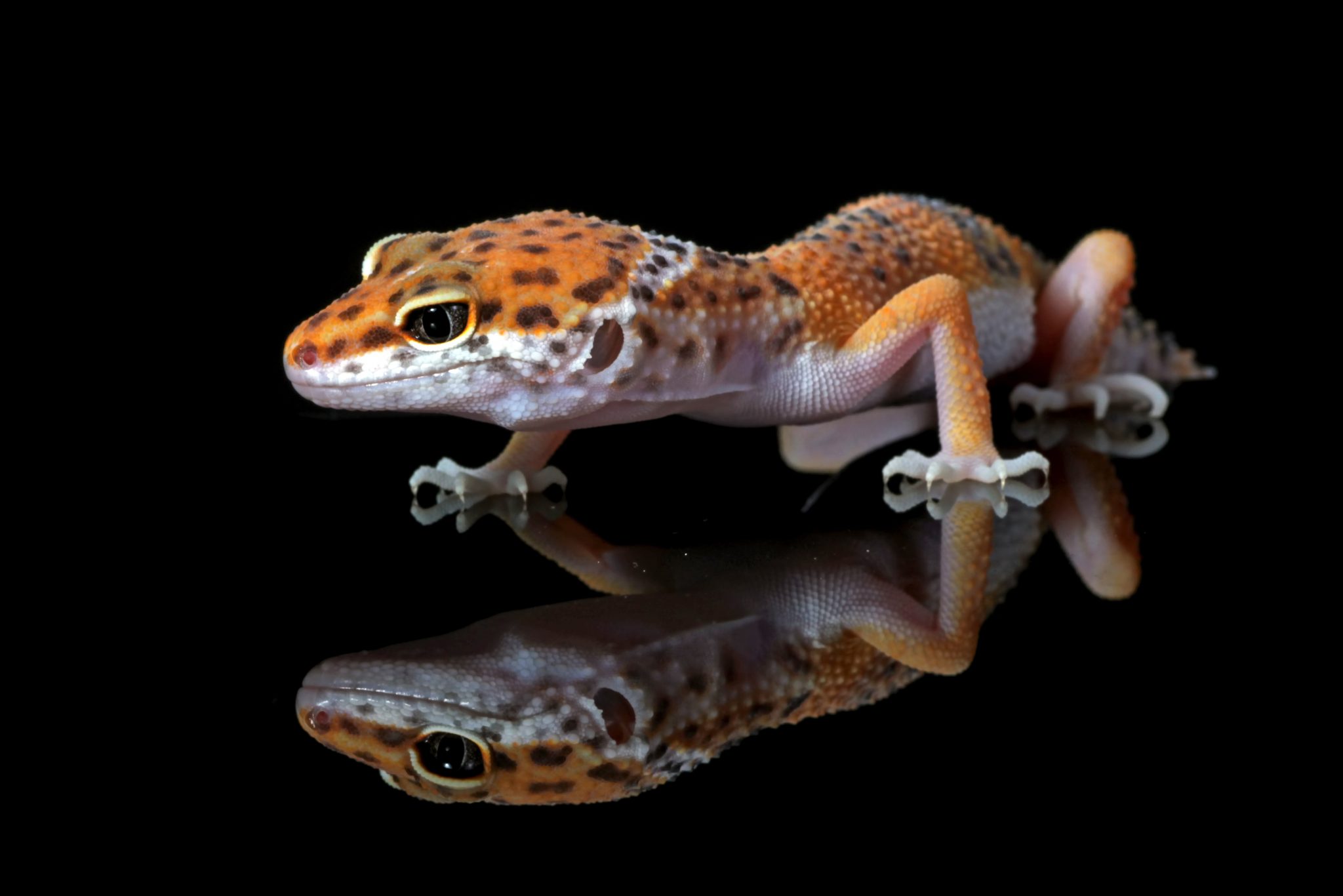 20+ Plants That Kill Leopard Geckos - FarmTilling