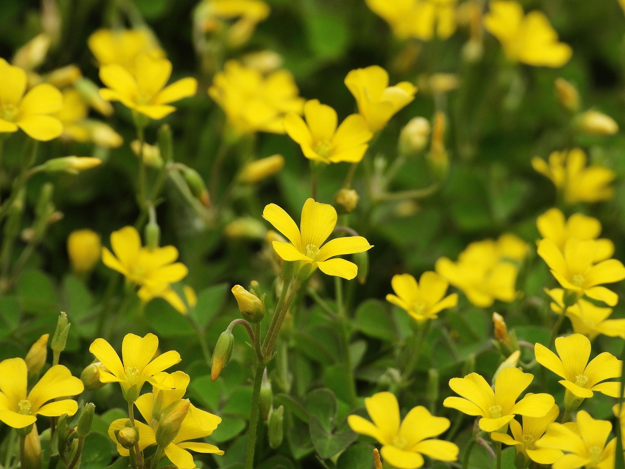 What Kills Slender Yellow Woodsorrel? - FarmTilling