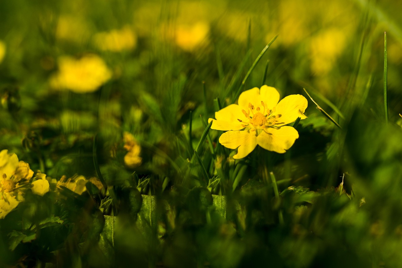 Should I Get Rid Of Creeping Buttercups? Find 20 Reasons - FarmTilling
