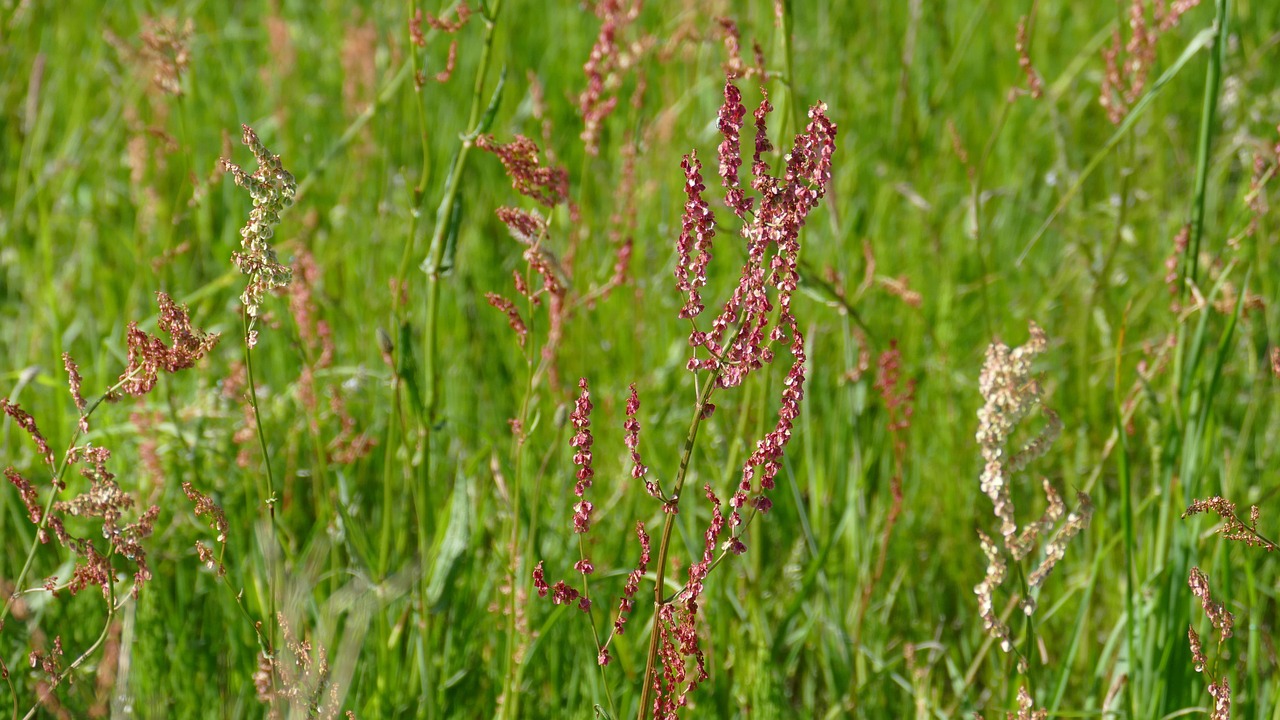 10 Best Methods Of How To Get Rid Of Red Sorrel - FarmTilling