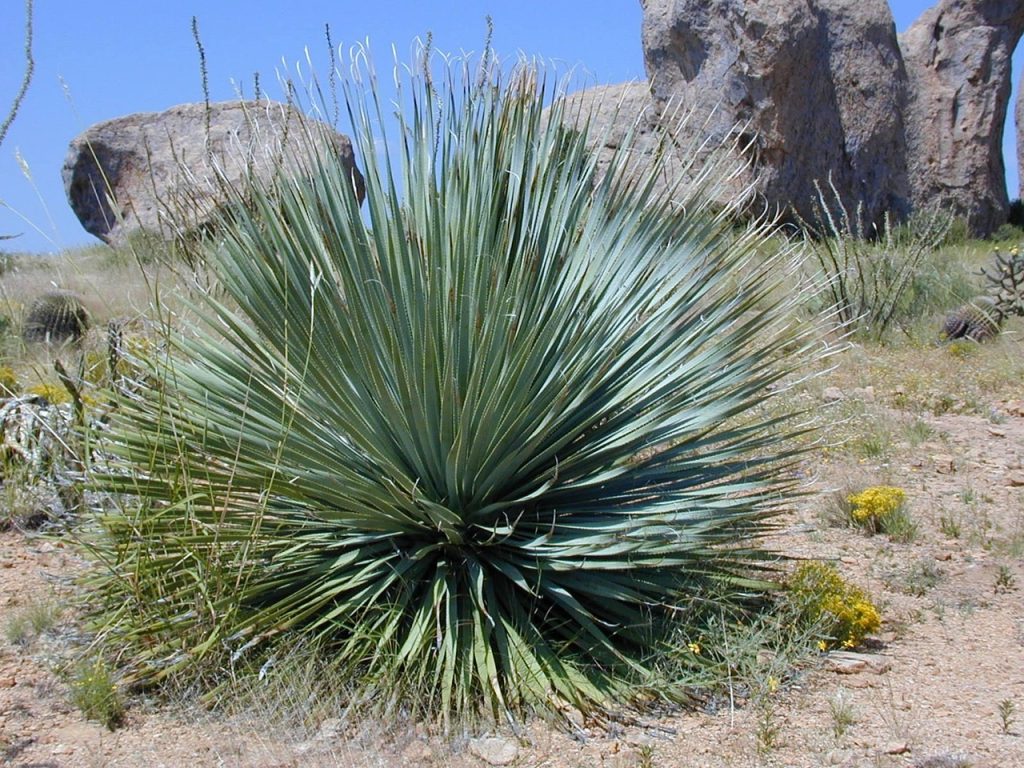 Will Vinegar Kill Yucca Roots? - FarmTilling