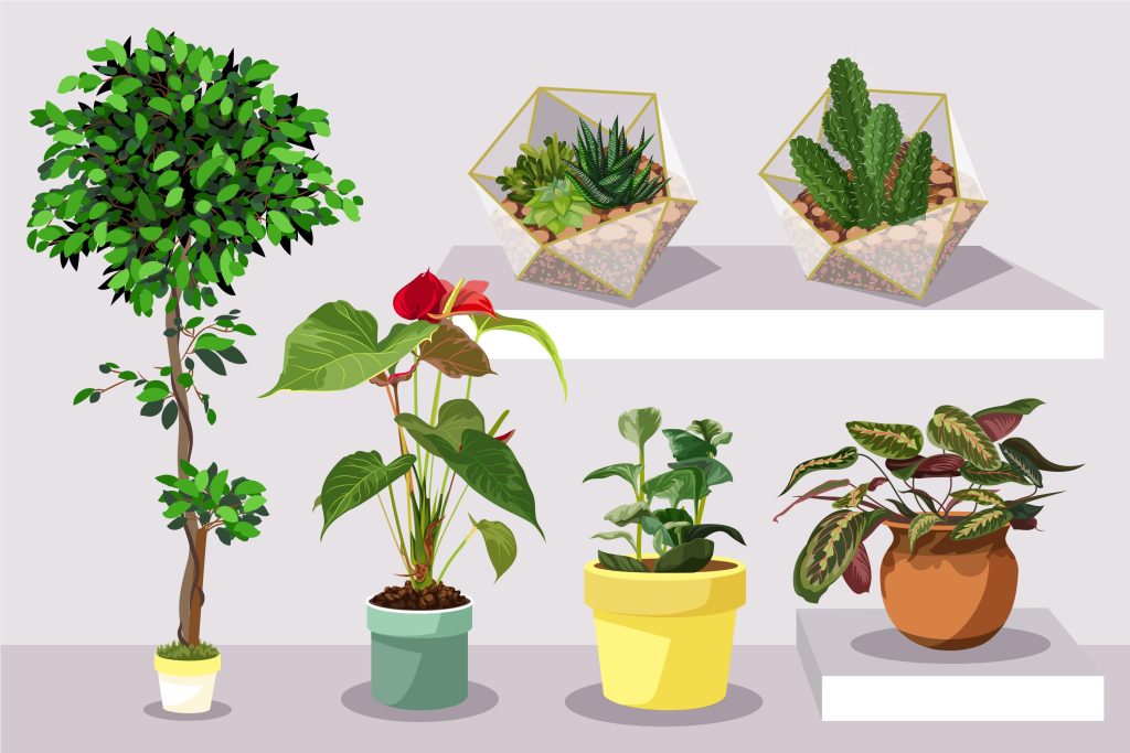 Top 10 Indoor Plants - FarmTilling