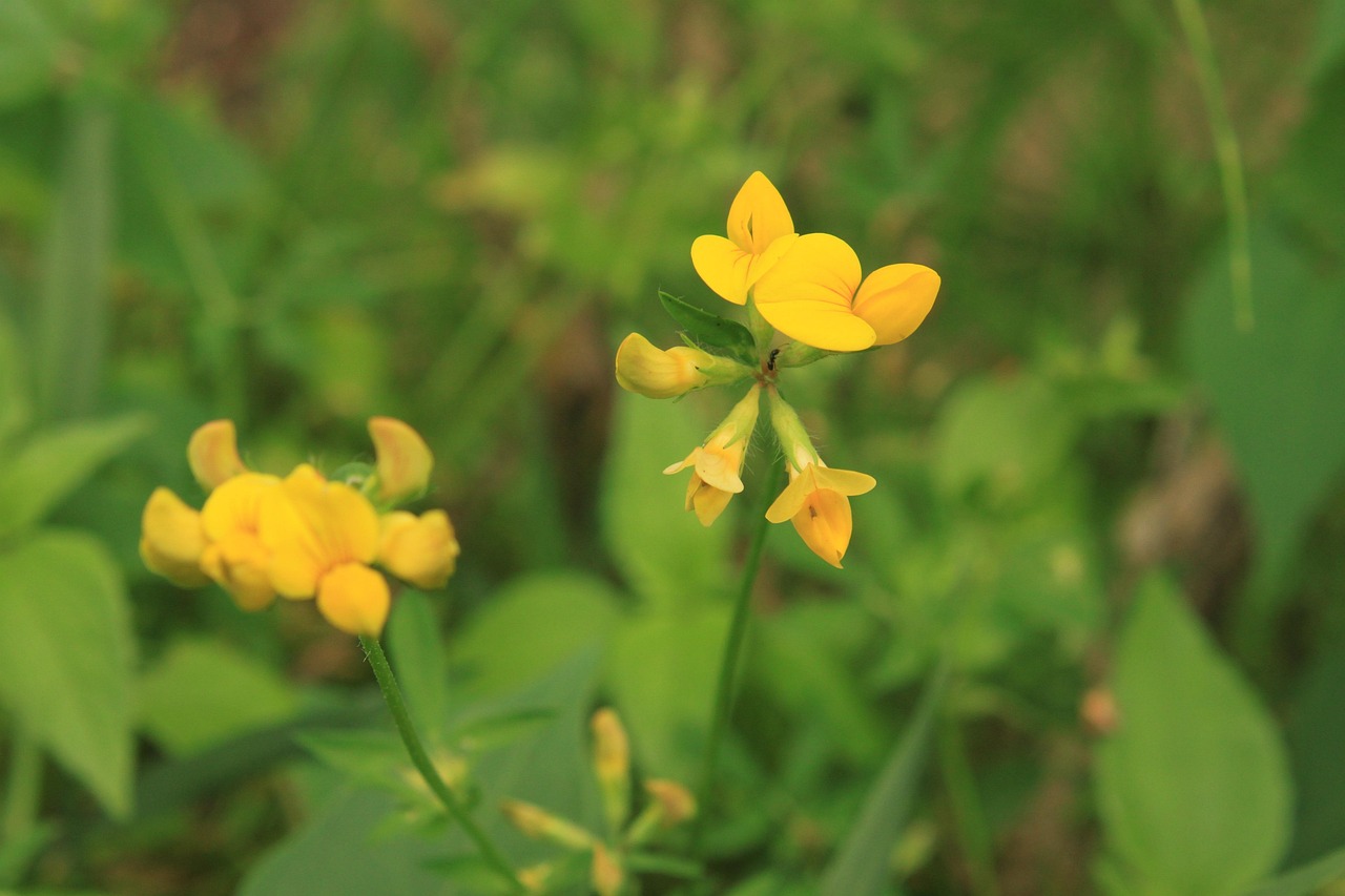 Best Herbicide For Birdsfoot Trefoil - FarmTilling