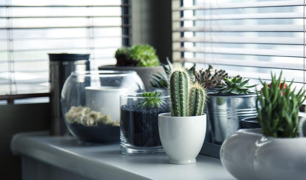 Best Indoor Plants For Airy Indoor Atrium - FarmTilling