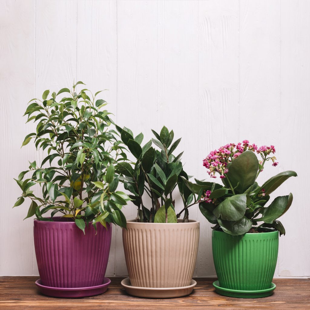10 Best Indoor Plants For Airy Indoor Studio - FarmTilling