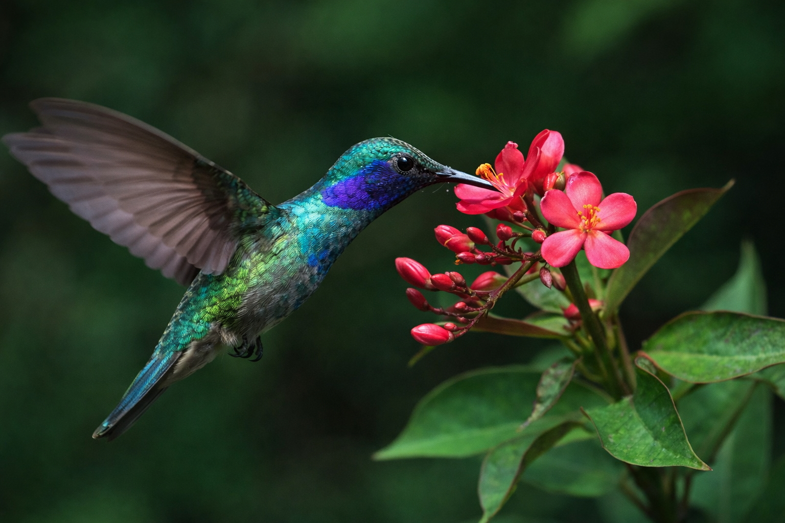 Do Hummingbirds Like Jatropha? - FarmTilling