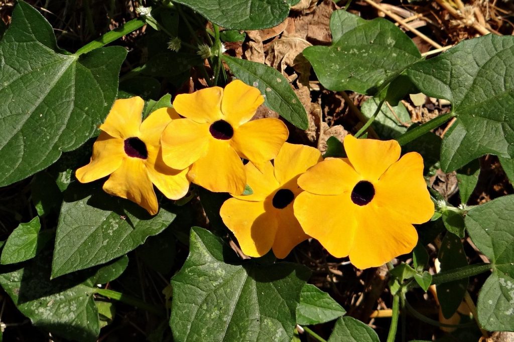 How To Get Rid Of Black-Eyed Susan? Find 10 Methods - FarmTilling