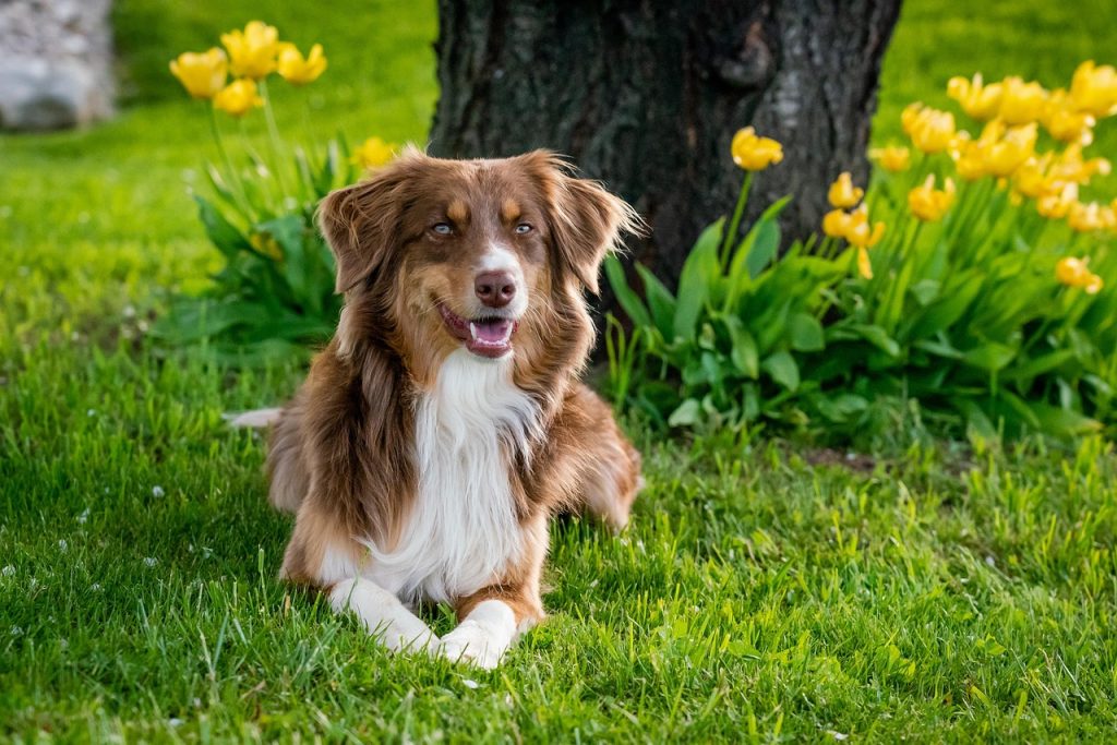 Best Farm Dogs For Hot Weather - FarmTilling