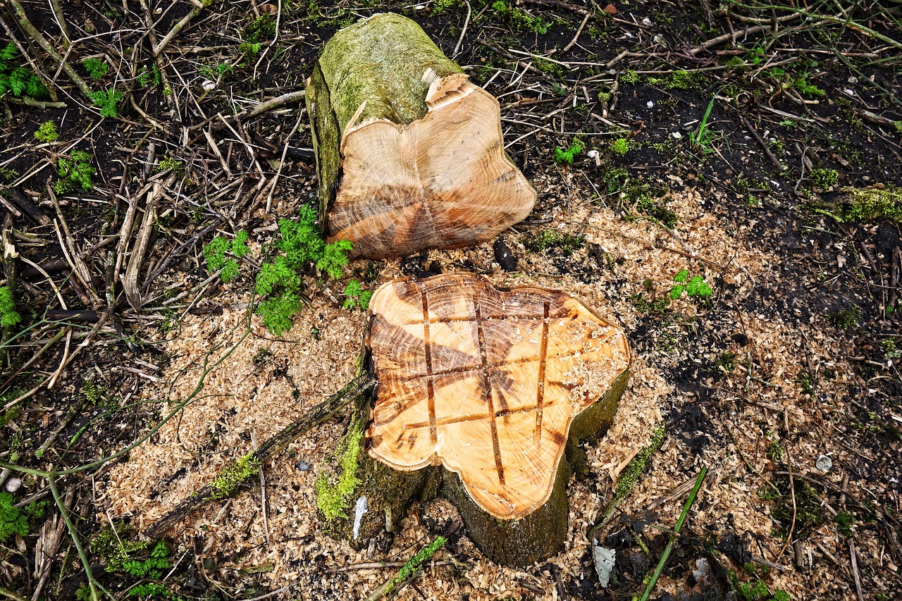 10 Best Liquid Stump Remover -Field Tested Picks - FarmTilling