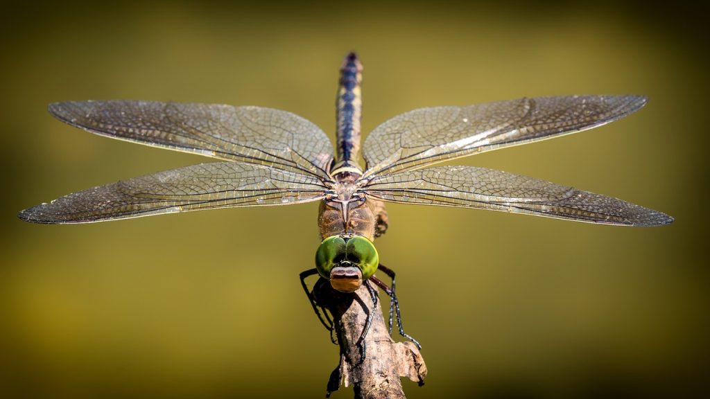 10 Best Plants That Attract Dragonflies - FarmTilling