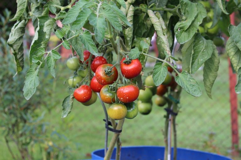 10 Best Tomatoes For Bruschetta - FarmTilling