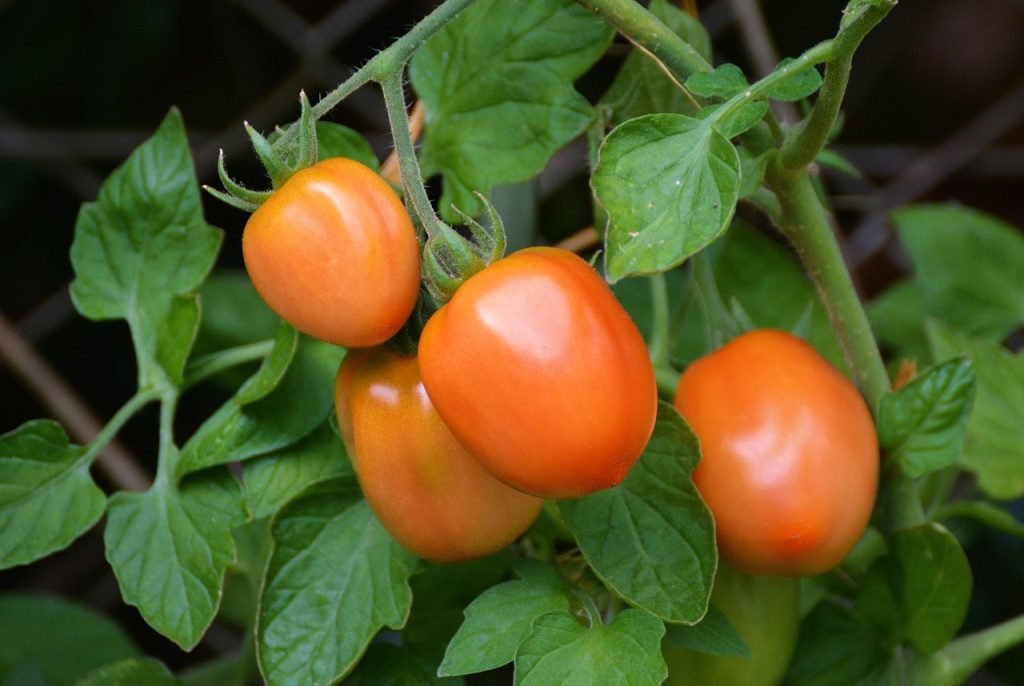 Best Tomatoes For Tomato Soup - FarmTilling