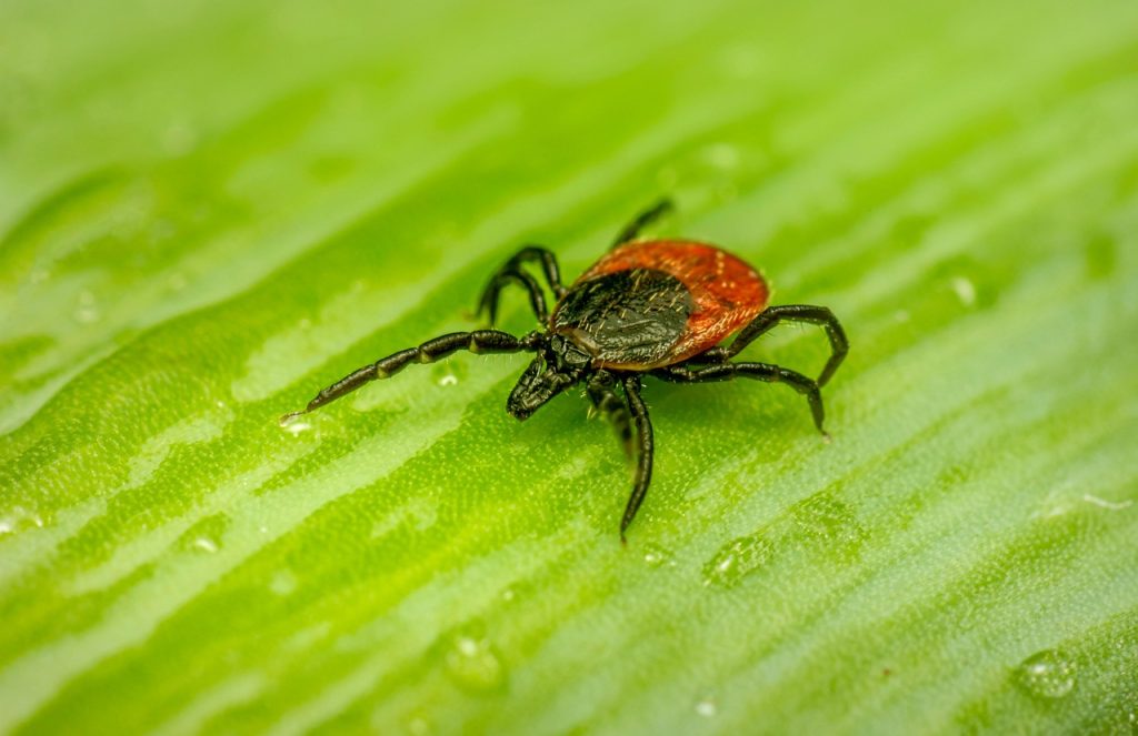 How To Get Rid Of Ticks In Your Backyard Without Chemicals? – 10 Quick ...