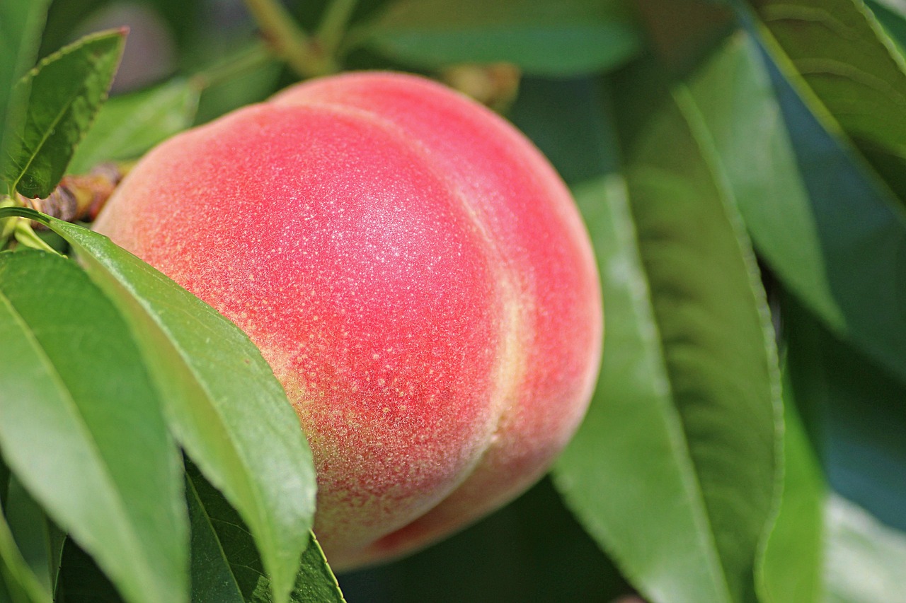 Peach Twig Borer Identification - FarmTilling
