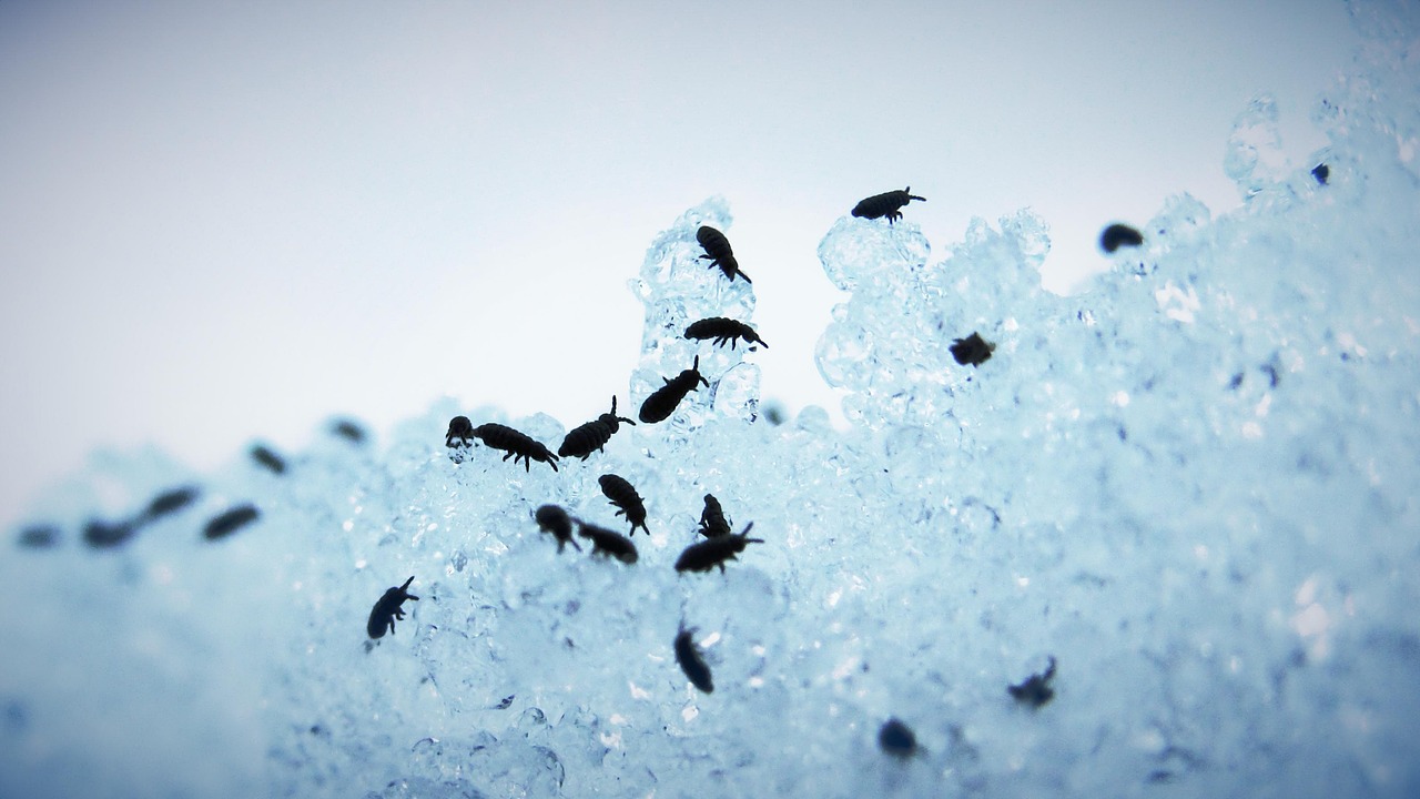 What Do Springtails Look Like When They Hatch: 10 Identification Tips ...