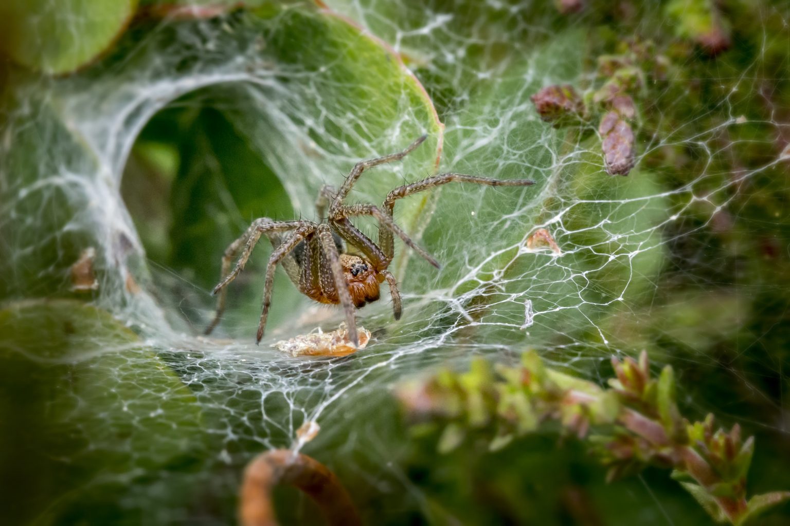 Why Do I Suddenly Have Lots Of Spiders In My House? - FarmTilling