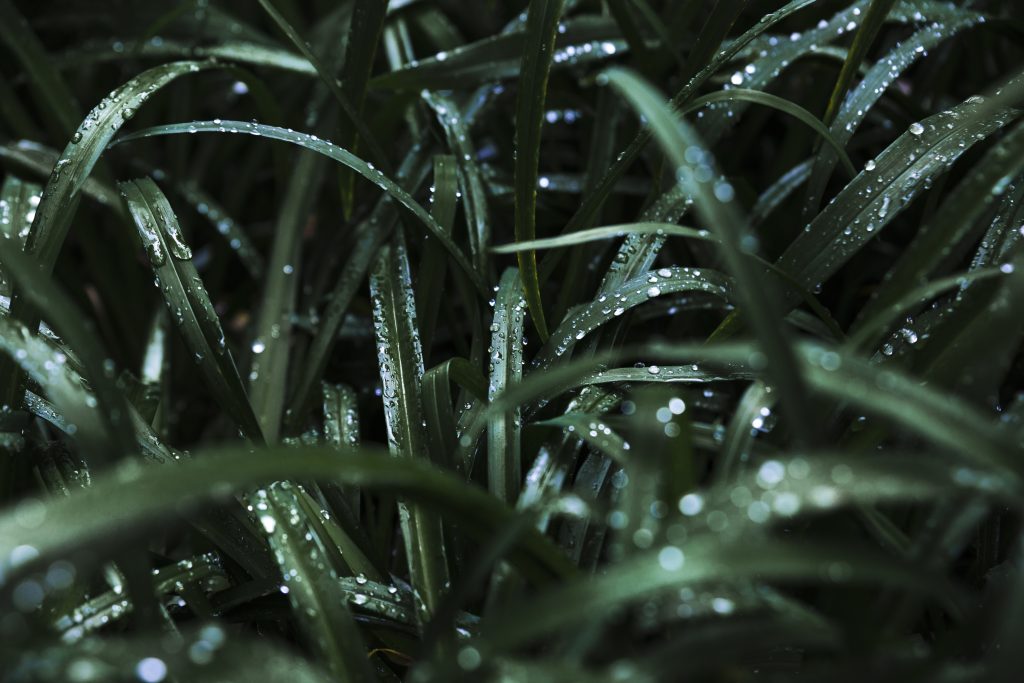 10 Best Fertilizer For Dark Green Grass - FarmTilling