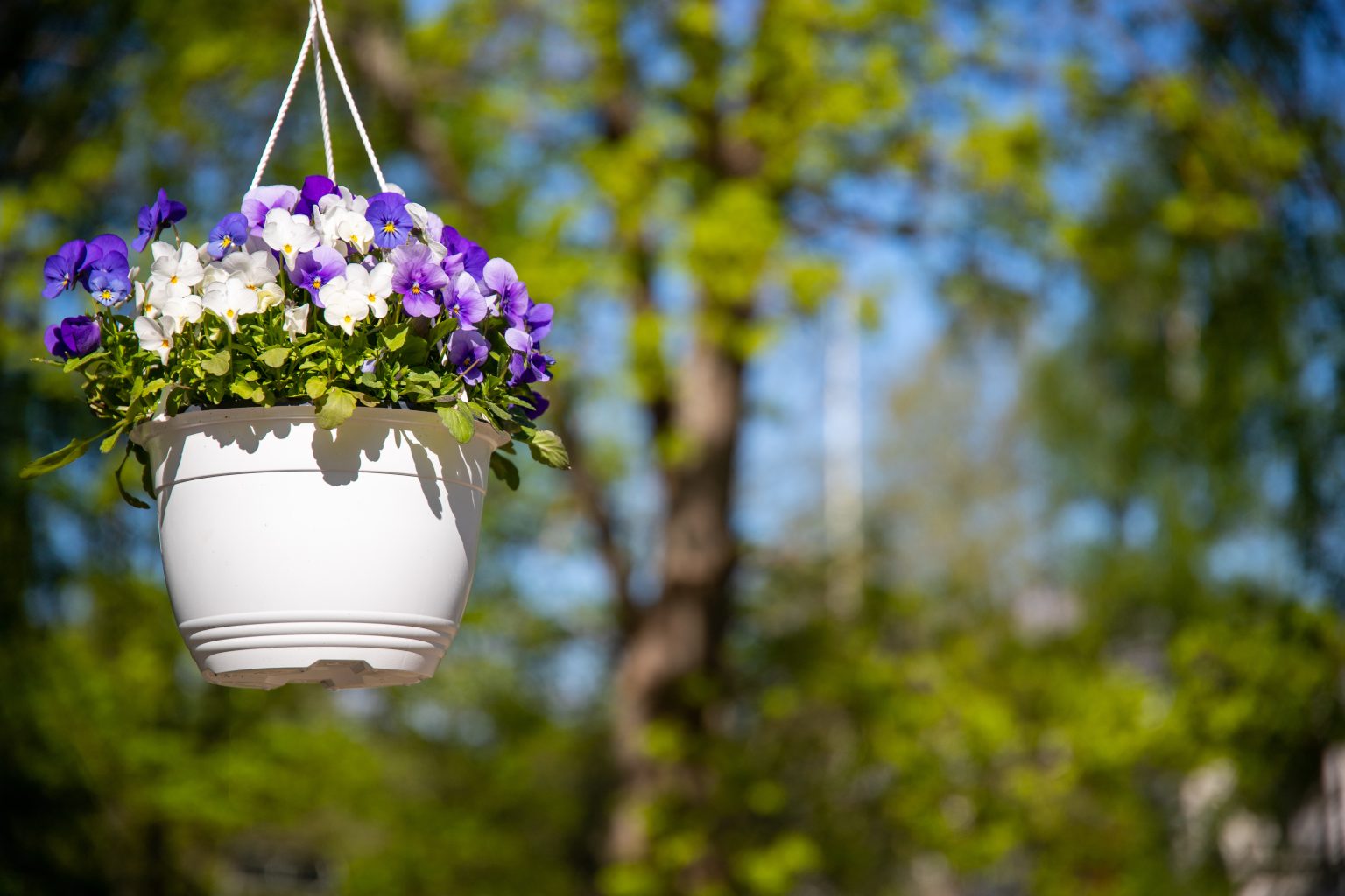 10 Best Outdoor Hanging Basket Plants - FarmTilling