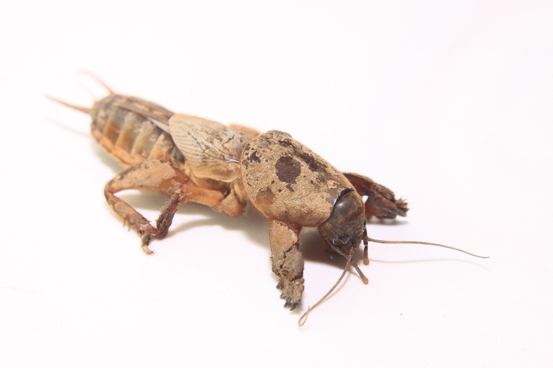 10 Best Insecticide For Mole Crickets - FarmTilling