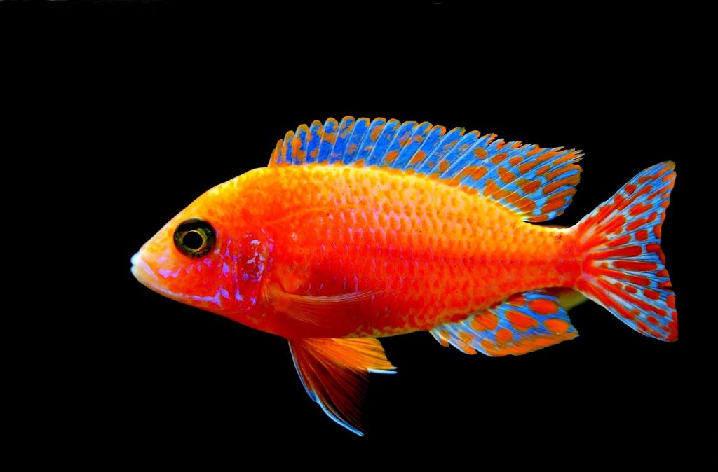 10 Best Wrasse For Nano Reef Tank - FarmTilling