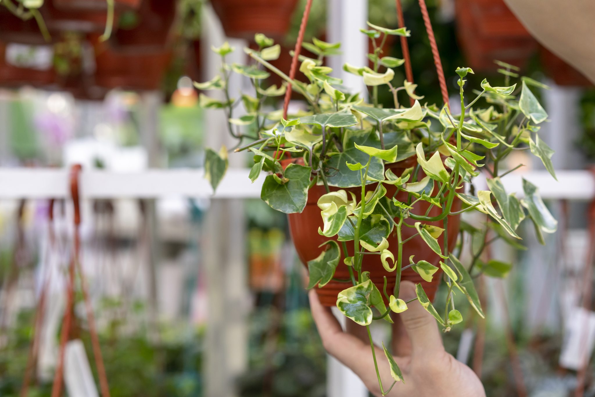 10 Best Spiller Plants for Container Gardens - FarmTilling