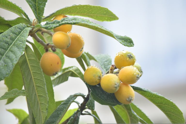 How To Get A Loquat Tree To Fruit? 10 Best Methods - FarmTilling