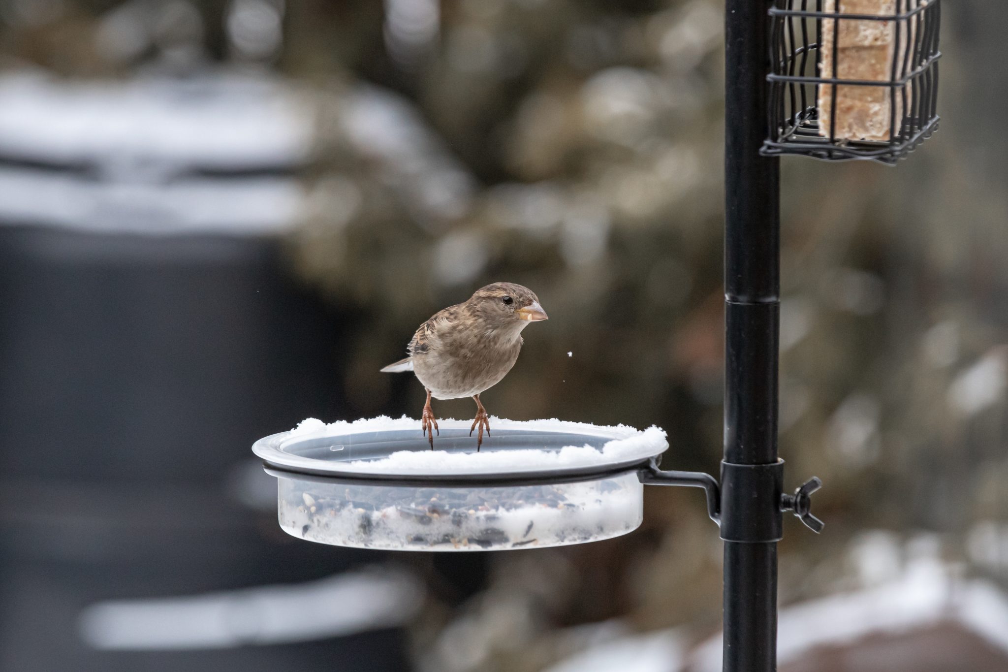 Best Food For Birds In Winter UK - FarmTilling