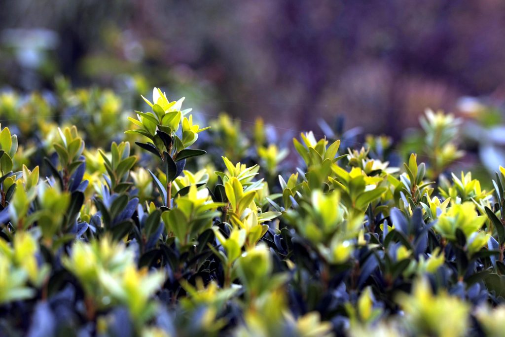10 Best Shrubs For St. Louis - FarmTilling