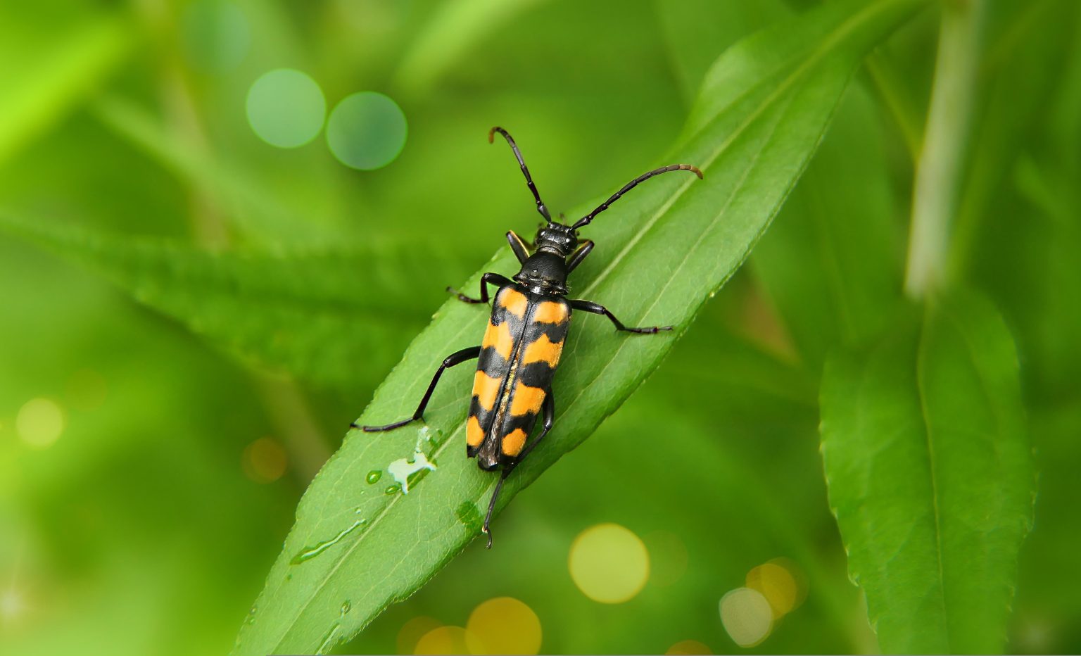 Best Insecticide For Four-Banded Longhorn Beetle - FarmTilling