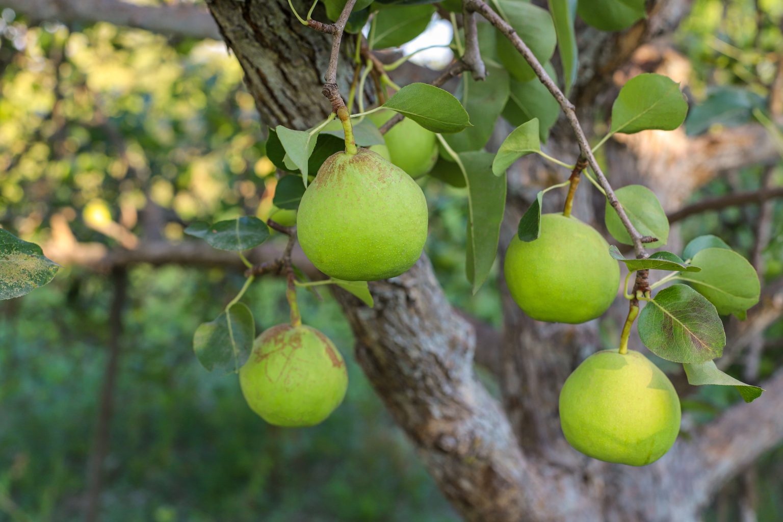 10 Best Fruit Trees For Western Montana - FarmTilling