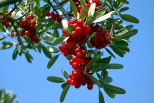 10 Best Bushes For Windy Prairie Climates - FarmTilling