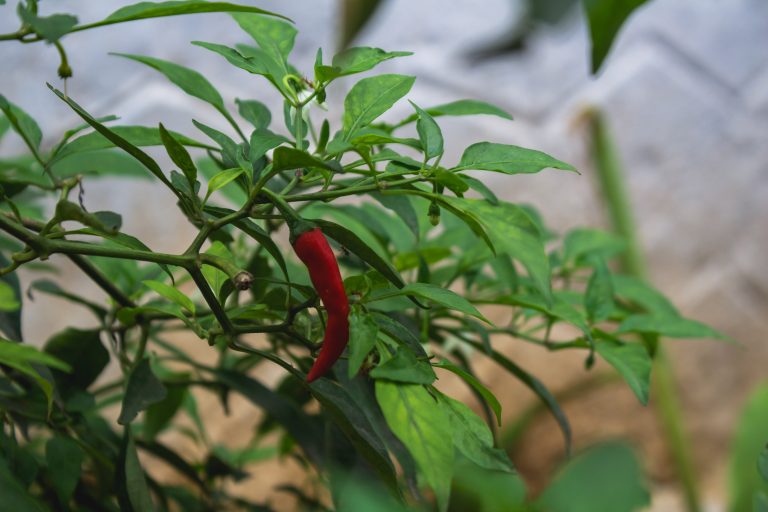 10 Best Plants Not To Grow With Peppers - FarmTilling